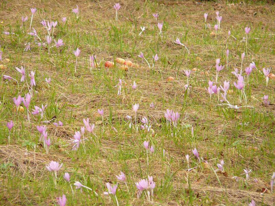 MeteoNews: Various beginnings of fall and autumnal fine weather phases ...